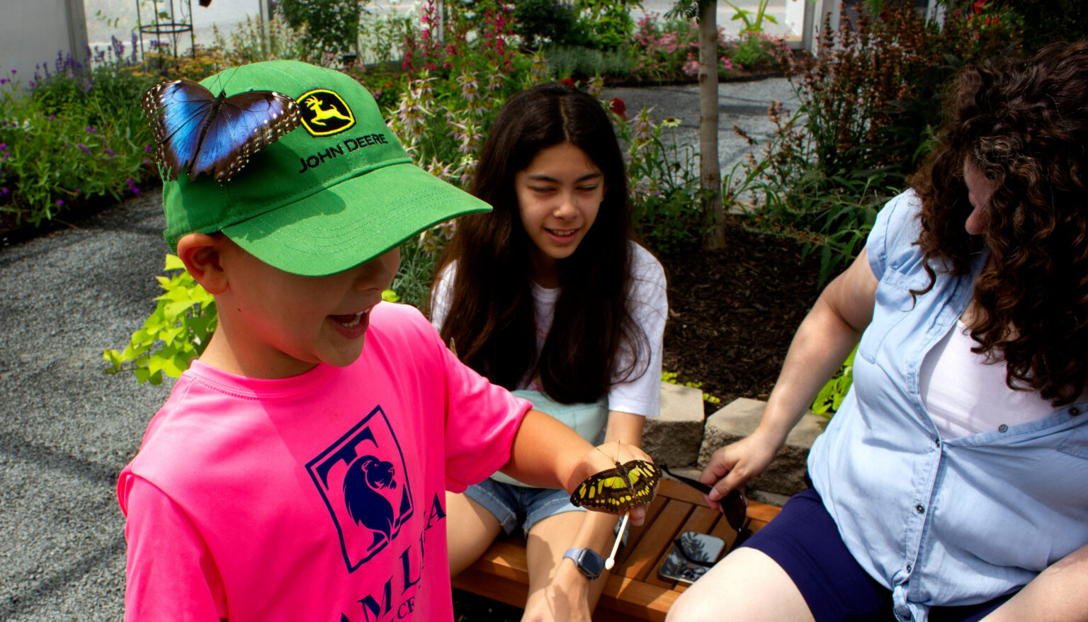 Discovering the Blue Morpho Butterfly: A Marvel of Nature • The ...